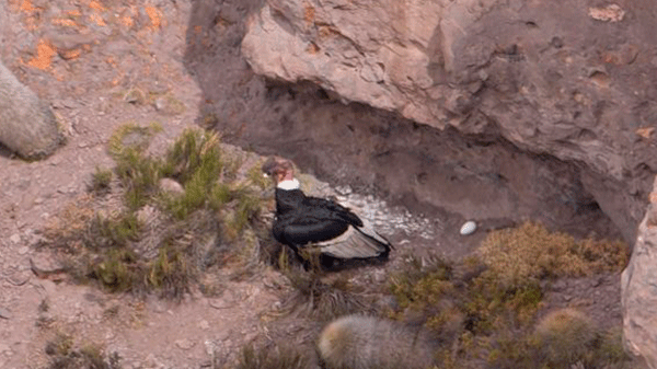 Cómo se protege a los cóndores en Mendoza | Diario Mendoza Sur - Diario ...